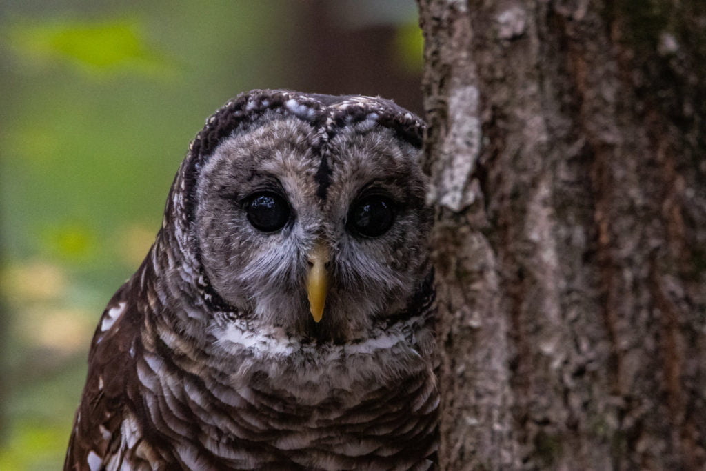 bob_owl - Catawba Science Center | Catawba Science Center | Changing ...